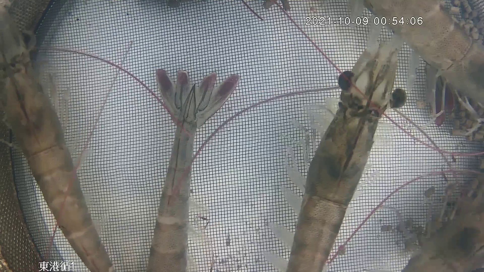 Objection Detection Object Detection Dataset By Shrimp