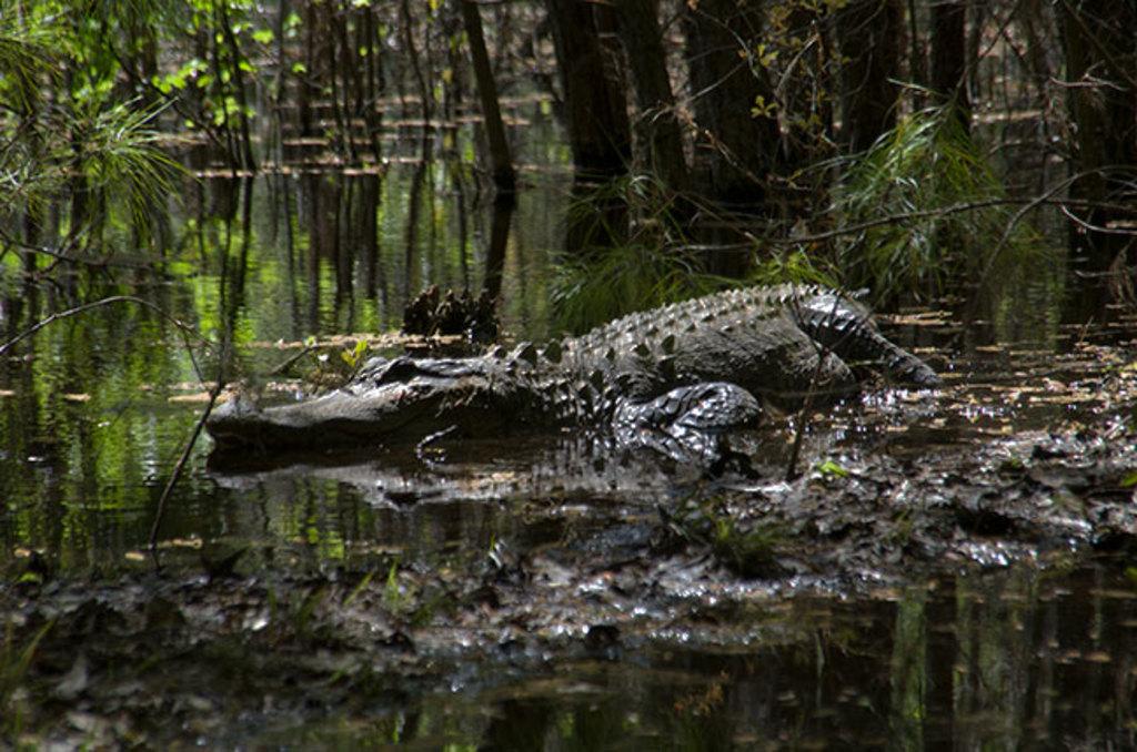 croc_detect Object Detection Model by Lynns Lab