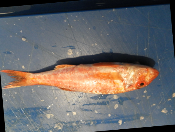 fishh - Roboflow Universe