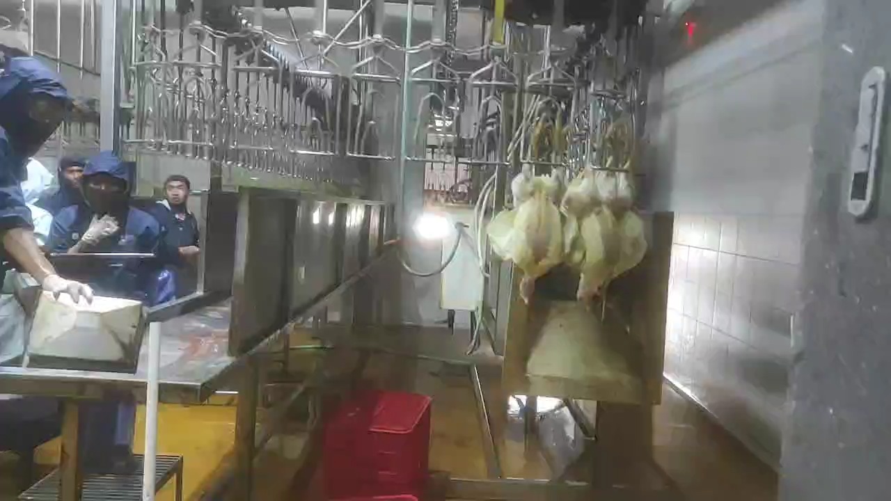 chicken farm Object Detection Dataset by Live Chicken