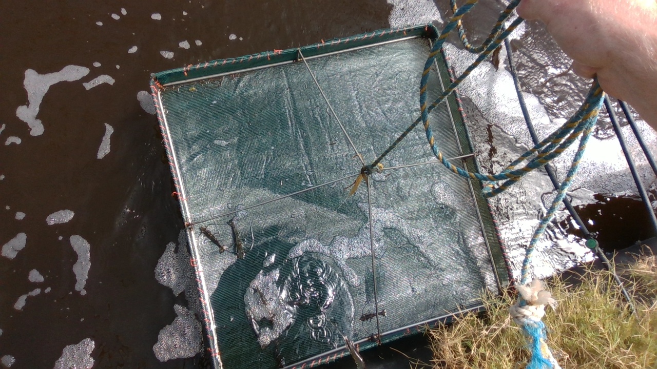 Shrimp Detection Object Detection Dataset By Tigerprawnod