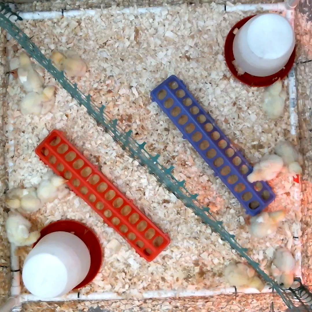 Chicken Detection Object Detection Dataset And Pre Trained Model By Tt