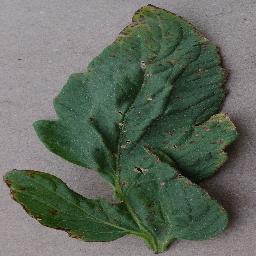 Tomato Leaf Disease Prediction Object Detection Dataset and Pre-Trained ...