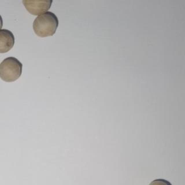Pepper Seed Detection Object Detection Dataset By Qifa