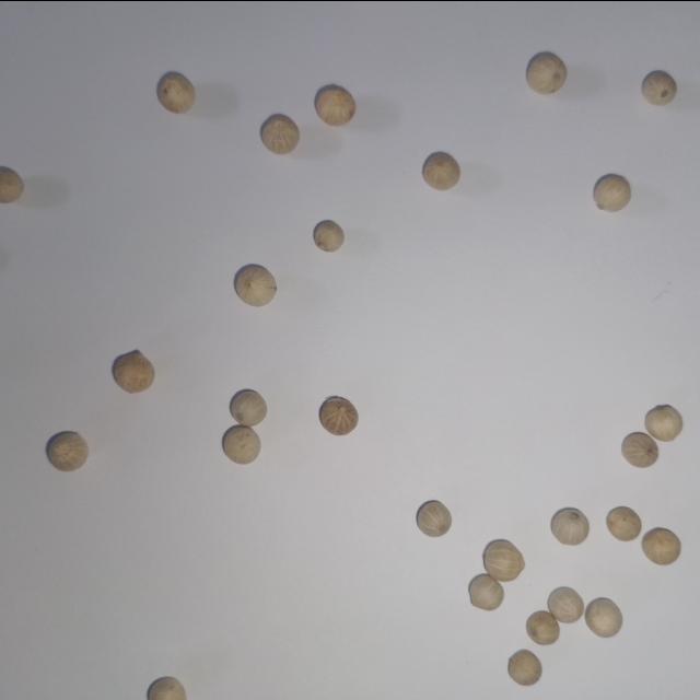 Pepper Seeds Detection Object Detection Dataset By Qifa