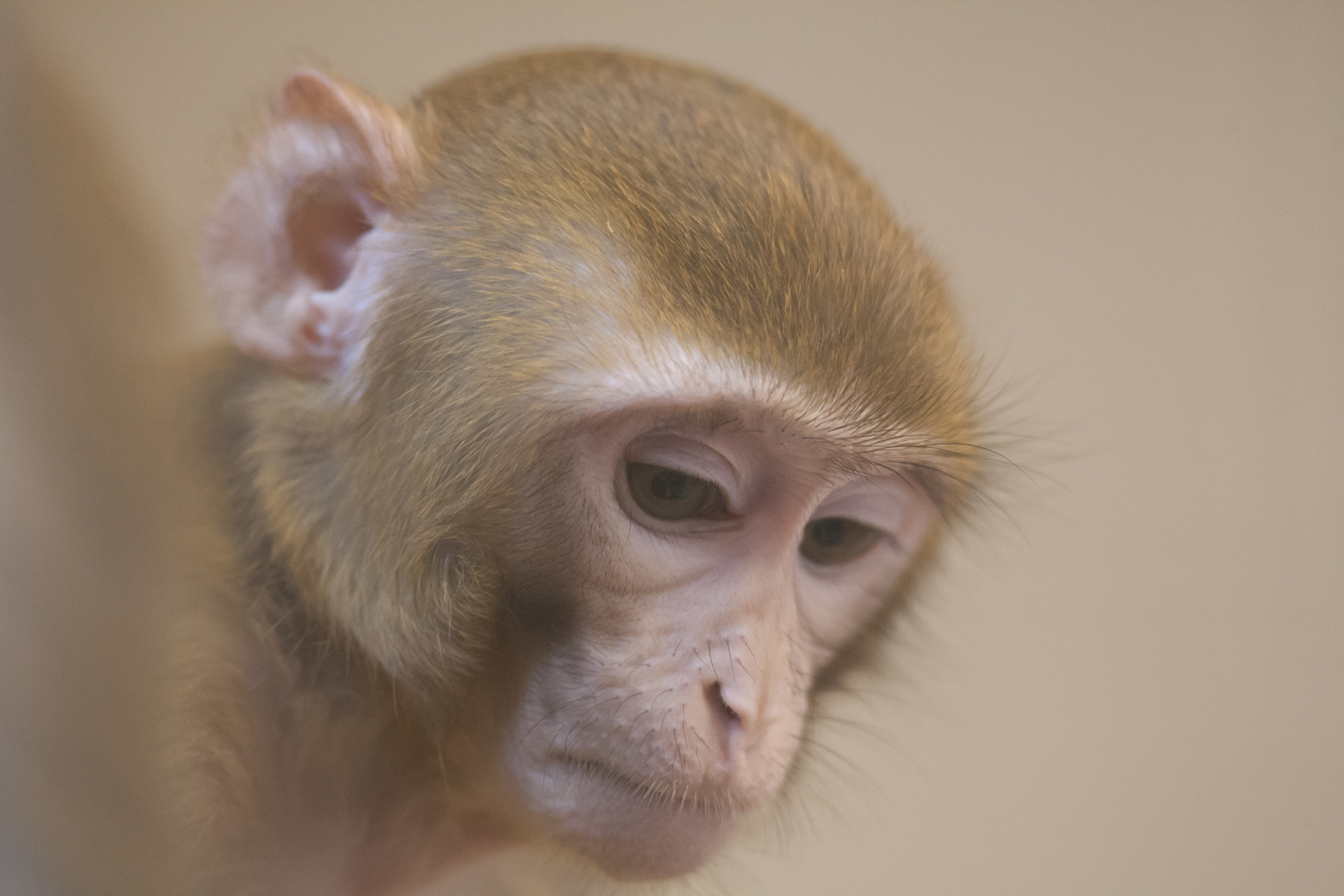 Monkey Deterrent system Object Detection Dataset by s180334 THOTA JAYASRI