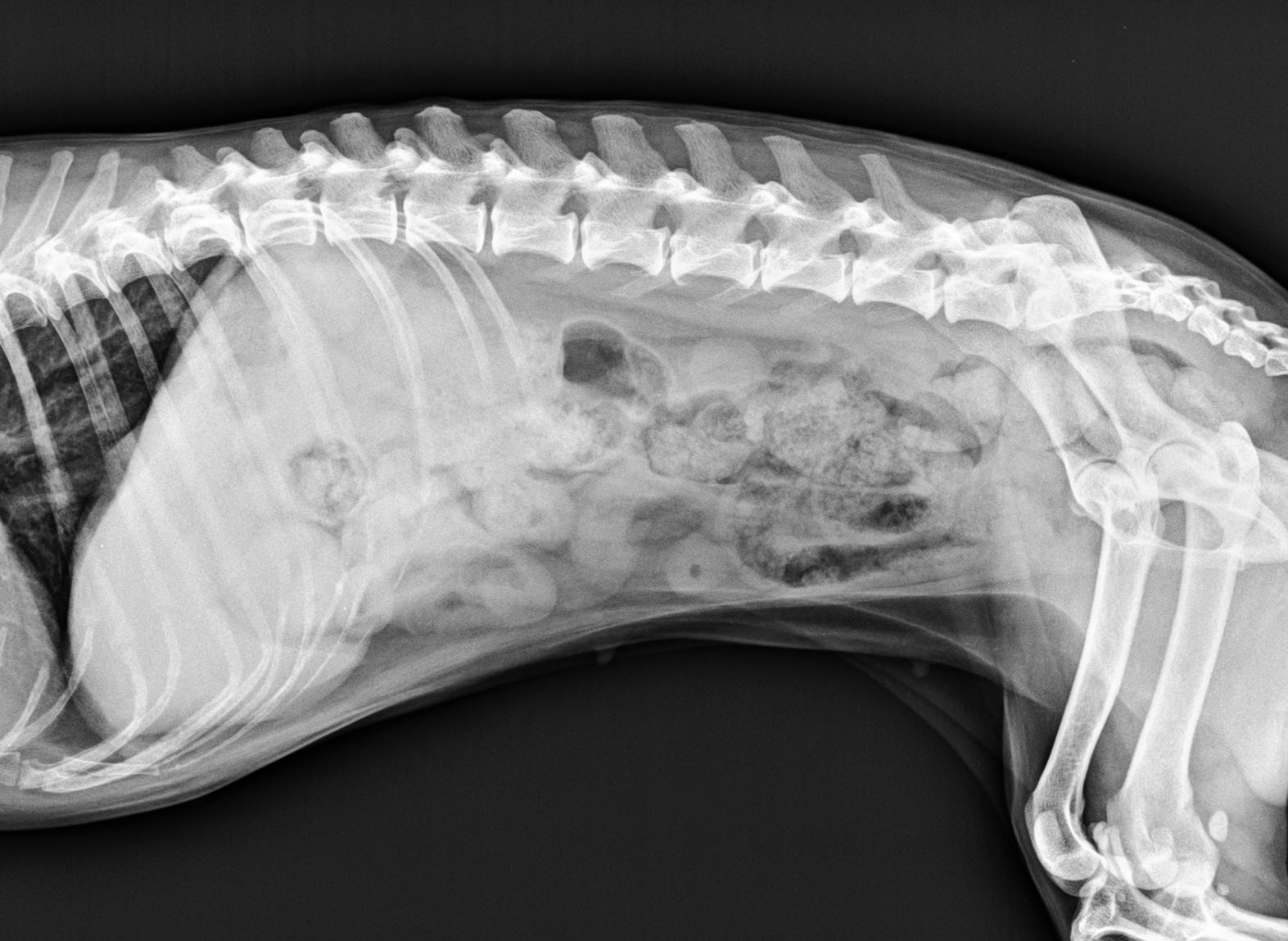 ab04 Object Detection Dataset by Organdetection