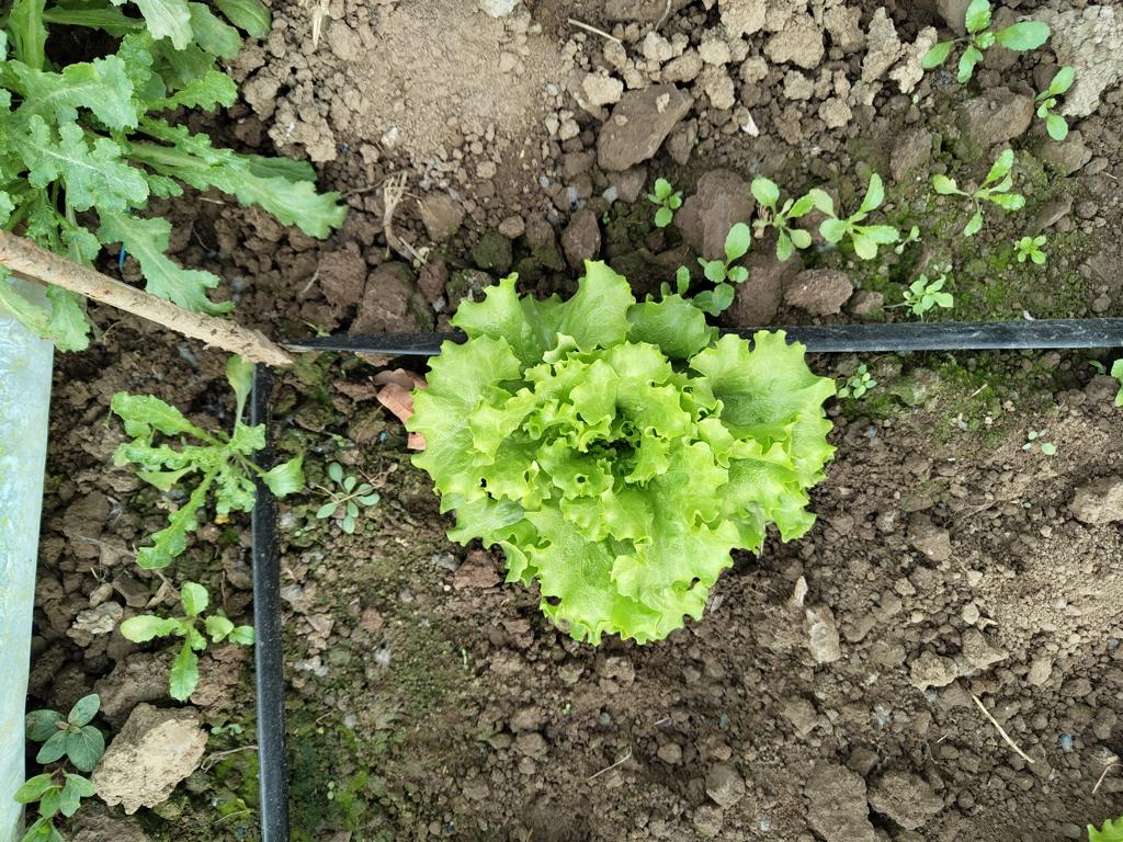 Lettuce, Weeds Object Detection Dataset and Pre-Trained Model by ...