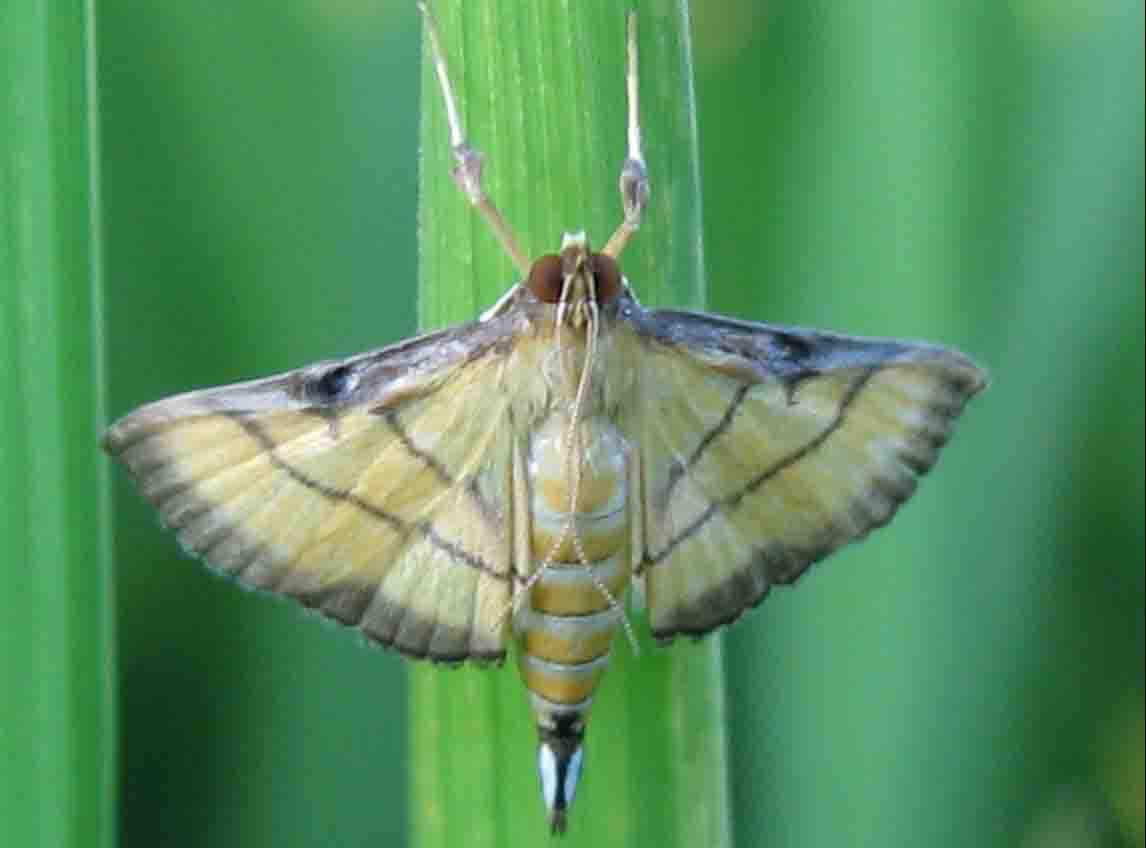 Insect Classifier Classification Dataset By Pest Detection