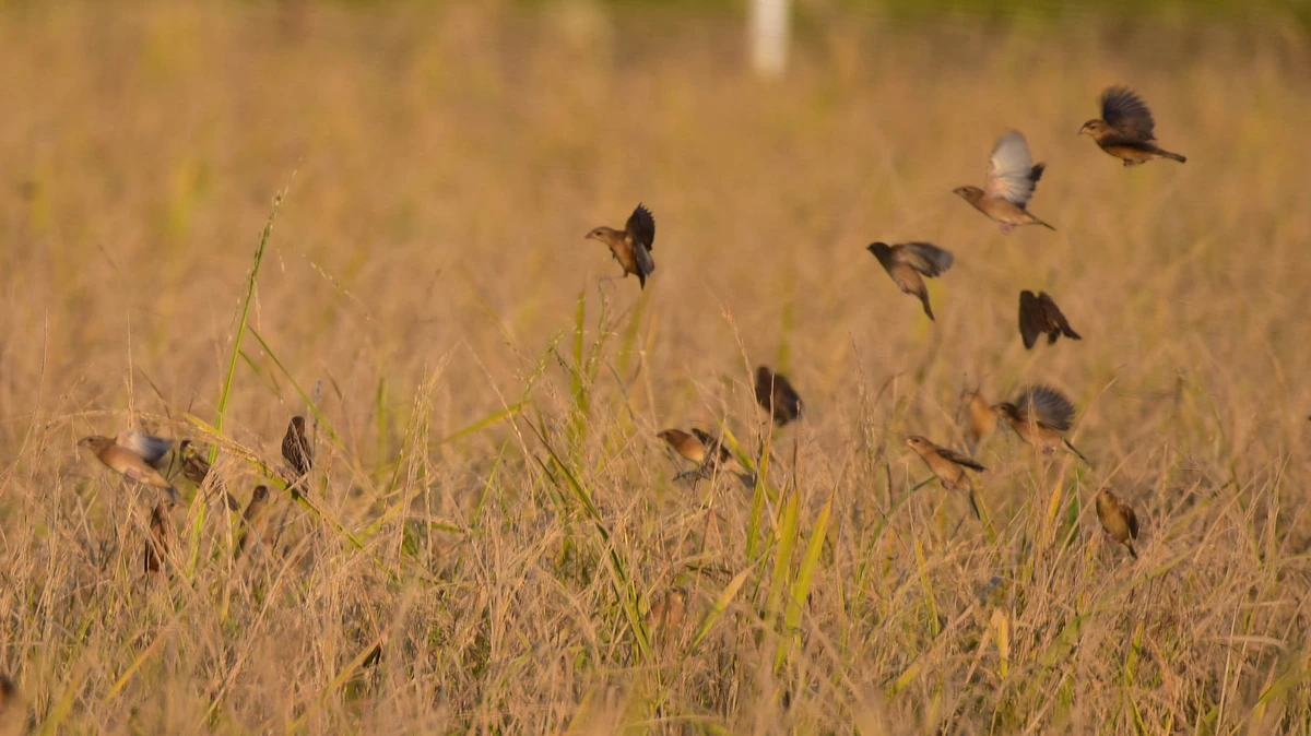 Hama Burung Object Detection Dataset By Noor Faranesia