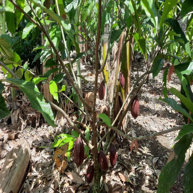 Cocoa part detection Object Detection Model by Cocoa Vision