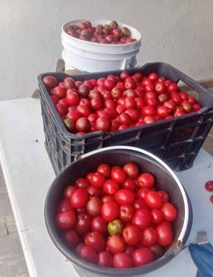 How to Use the CIRUELA PROYECTO Object Detection API