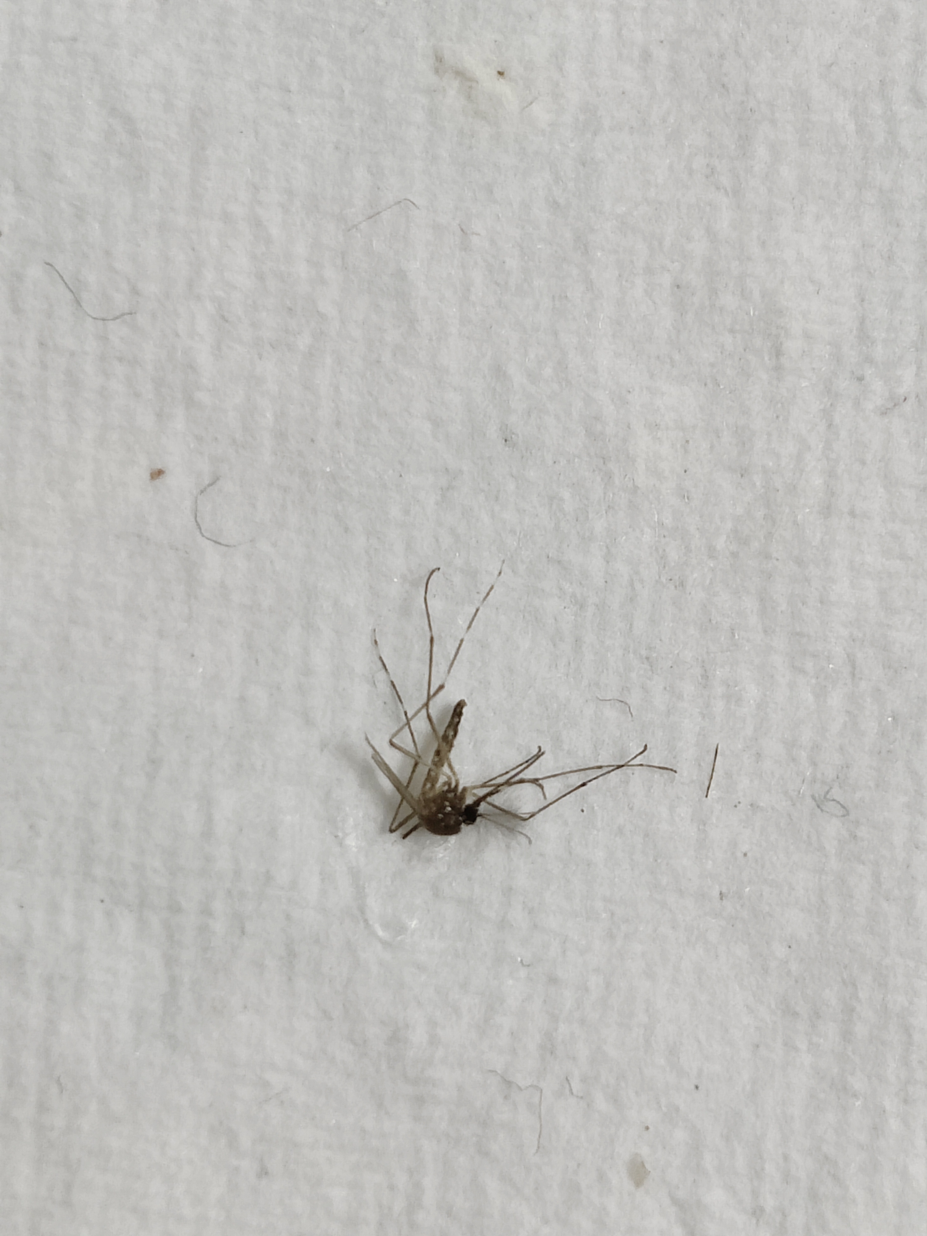 Mosquito Object Detection Dataset by project