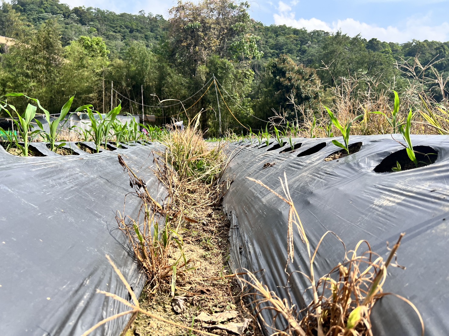 Corn Object Detection Dataset by ZL