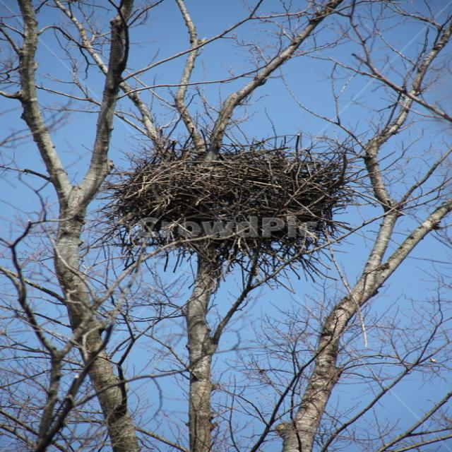 Bird Nest Object Detection Dataset by FatmaLtaief