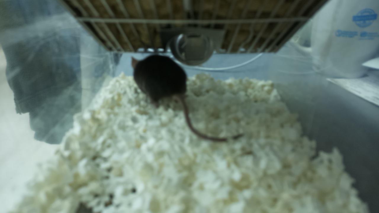 Mouse Object Detection Dataset by Maxime Cheve