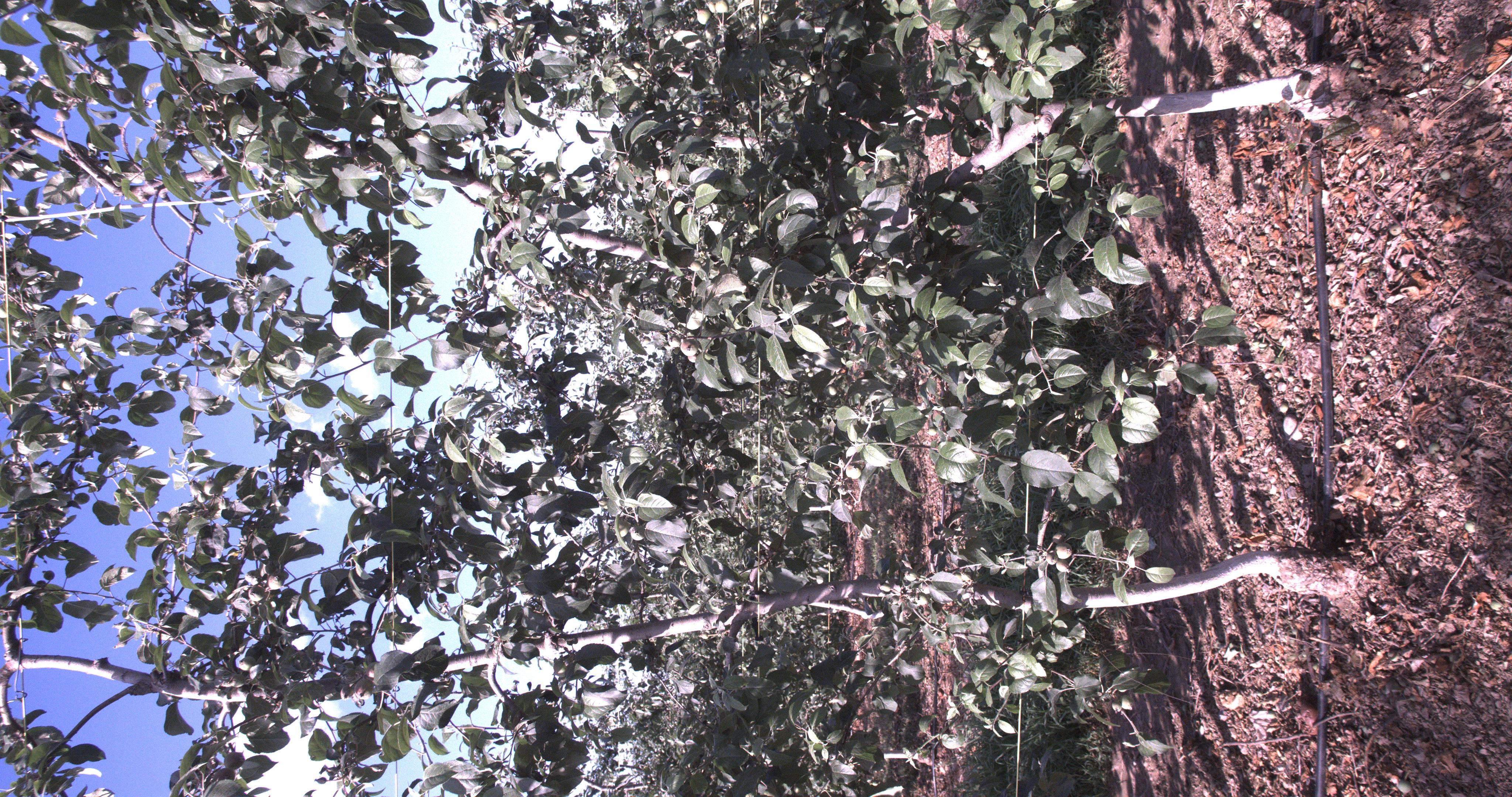 green fruit detection 2024 Object Detection Dataset (v6, 2024-10-08 11 ... green fruit detection 2024 Object Detection Dataset (v6, 2024-10-08 11 ...