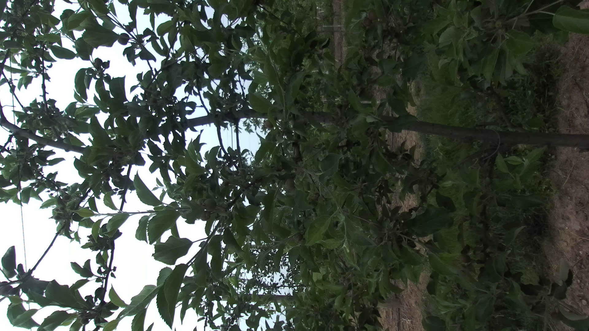 Tree Detection For Imaging Object Detection Dataset And Pre Trained