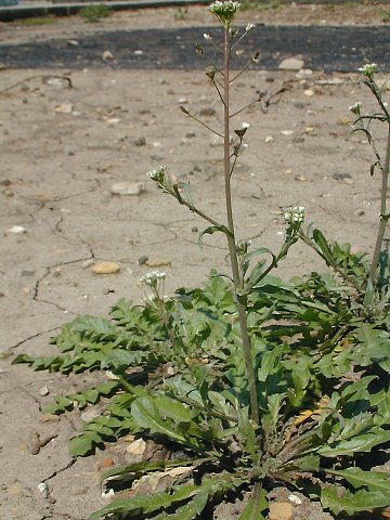 internet weed data Object Detection Model by 4AI3 Weeeed