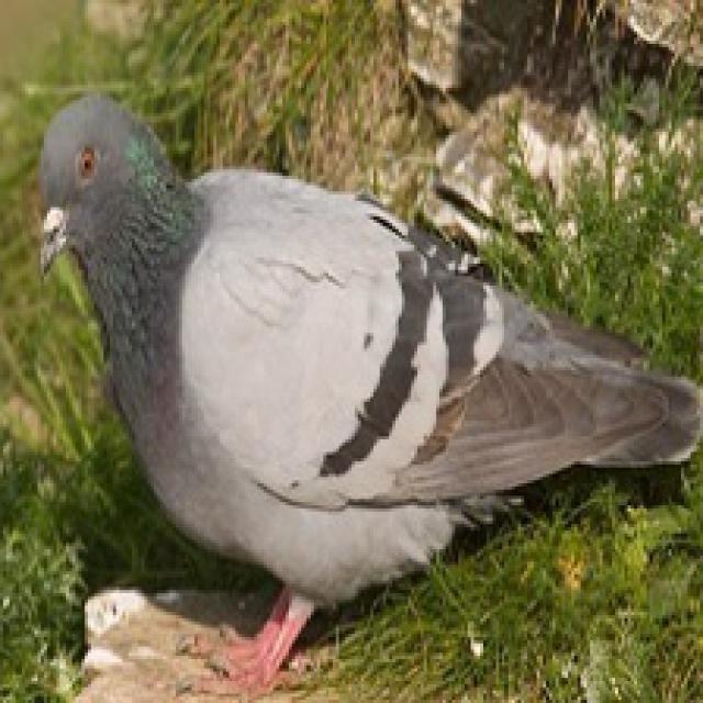 pigeon Detection Object Detection Model by JN