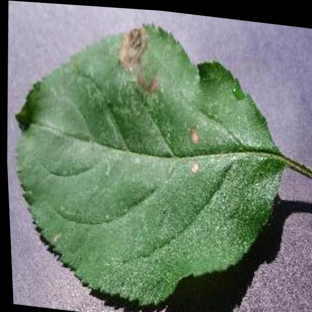 Leaf Disease Detection Object Detection Dataset And Pre Trained Model