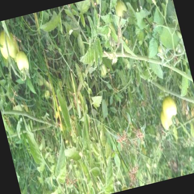 detecttomatofinal Object Detection Dataset and Pre-Trained Model by electrical