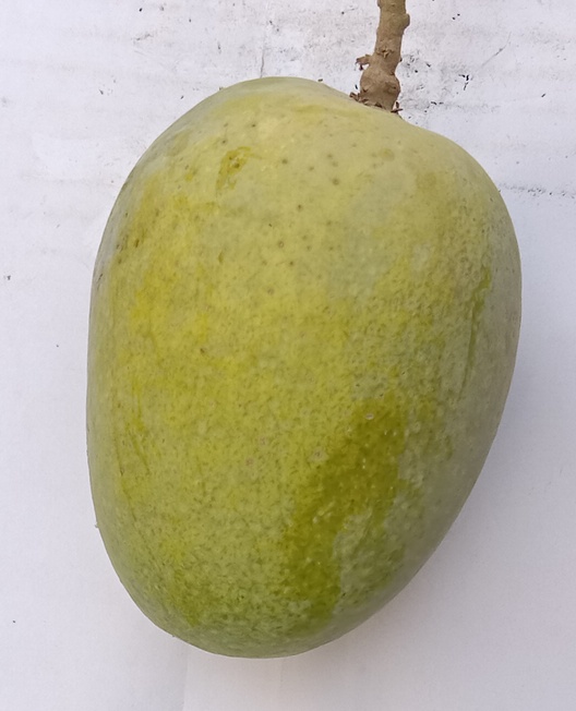 MANGGA Object Detection Model by MAMATE