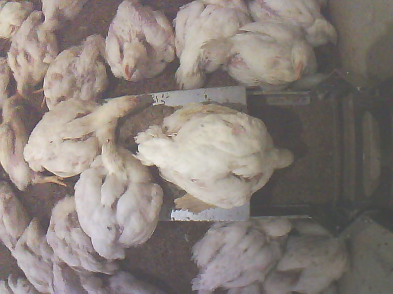 chicken2 Instance Segmentation Dataset by chicken