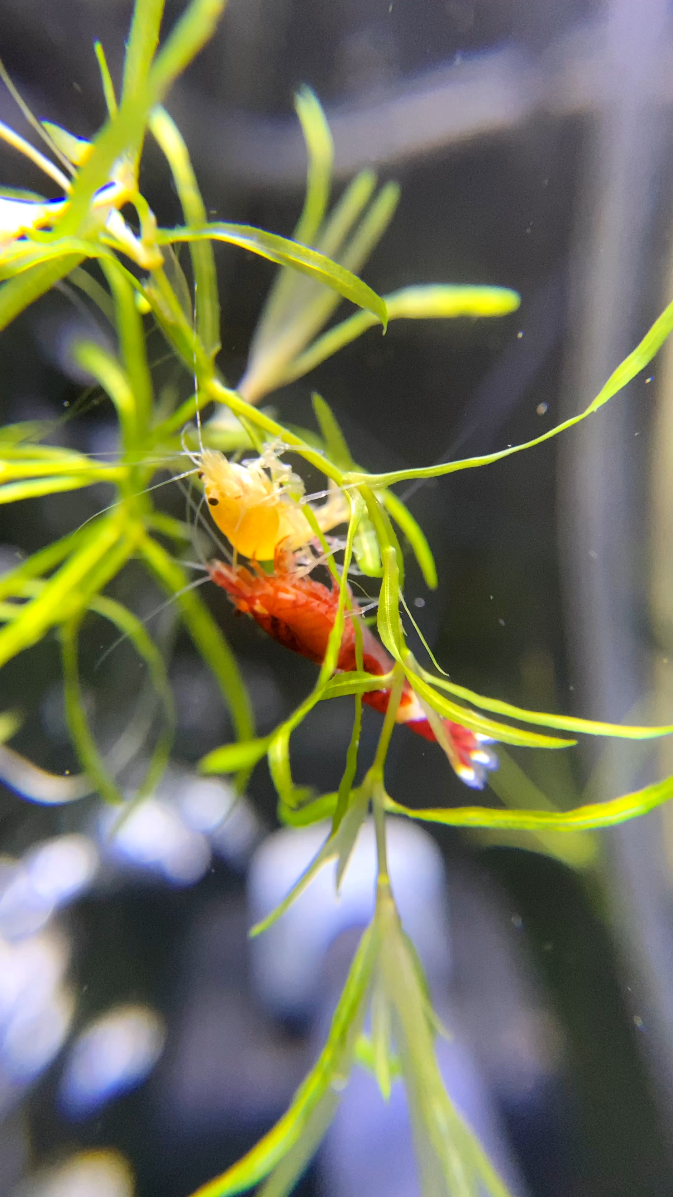 Aquarium Shrimp Detection Caridina Neocaridina Instance Segmentation