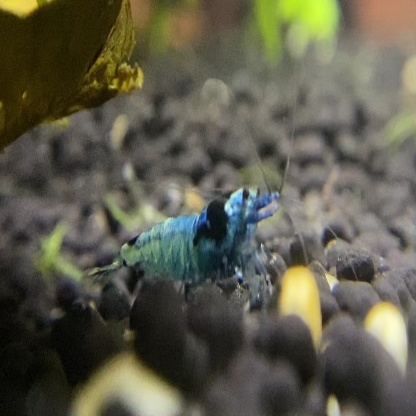 Dwarf-Shrimp Detection Dataset Instance Segmentation Model by Dee Dee