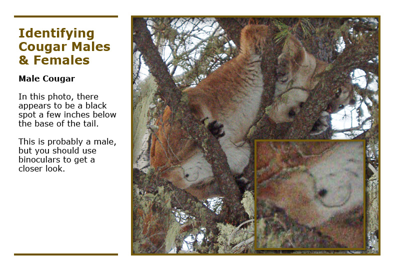 Mountain Lions Object Detection Dataset by chenyang wang