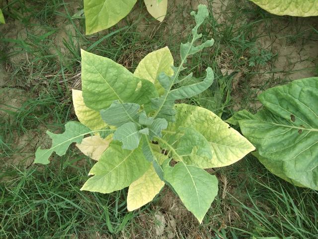 tobacco-segmentation Instance Segmentation Dataset and Pre-Trained Model by dream