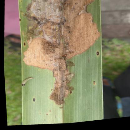 AgriShield Classification Dataset by DSGP