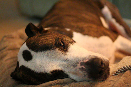 Comvis Comvis Wruzg Roboflow Universe