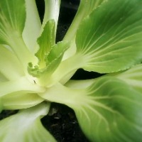 hamapakcoy Classification Dataset by CNN