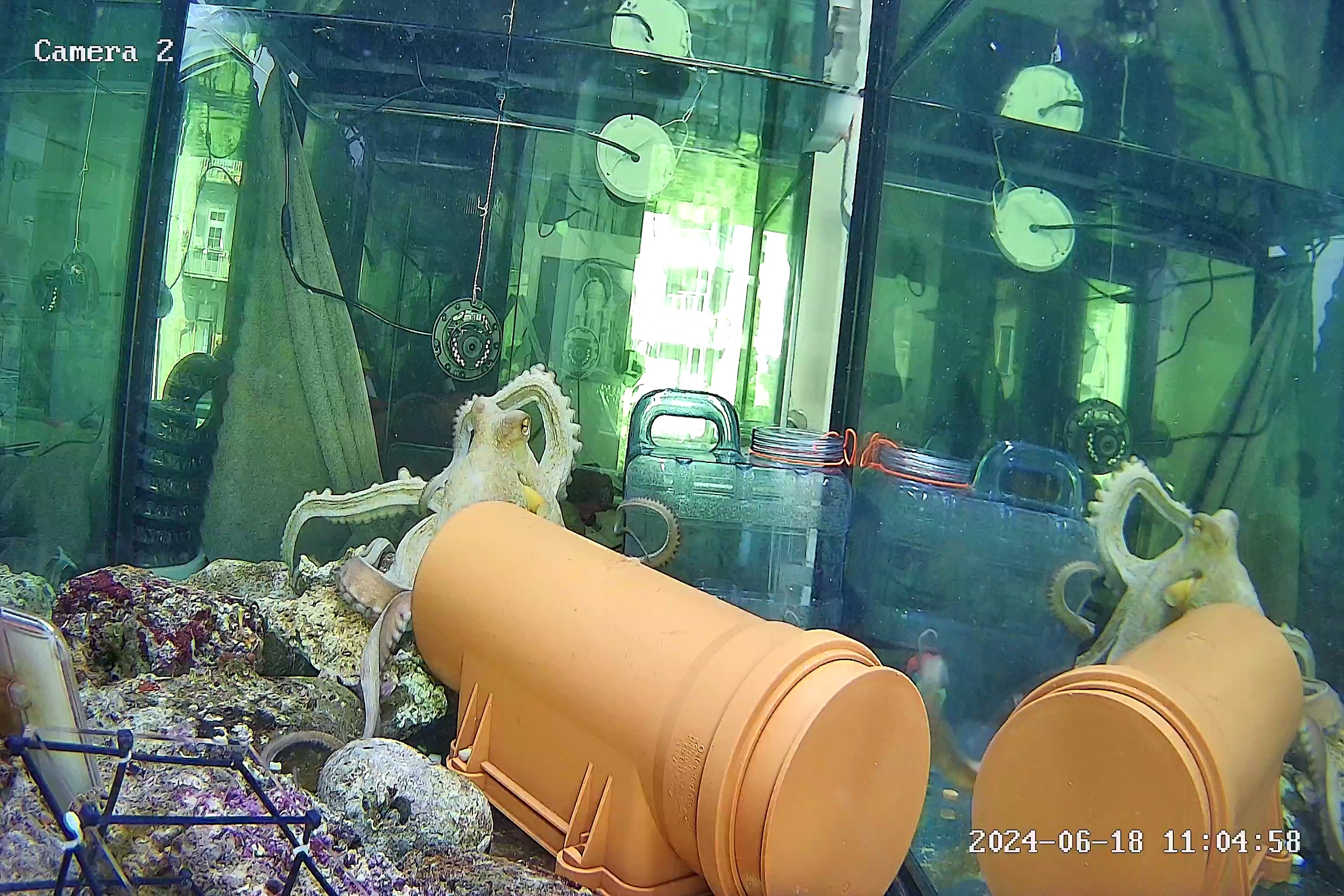 octoo Object Detection Model by mm