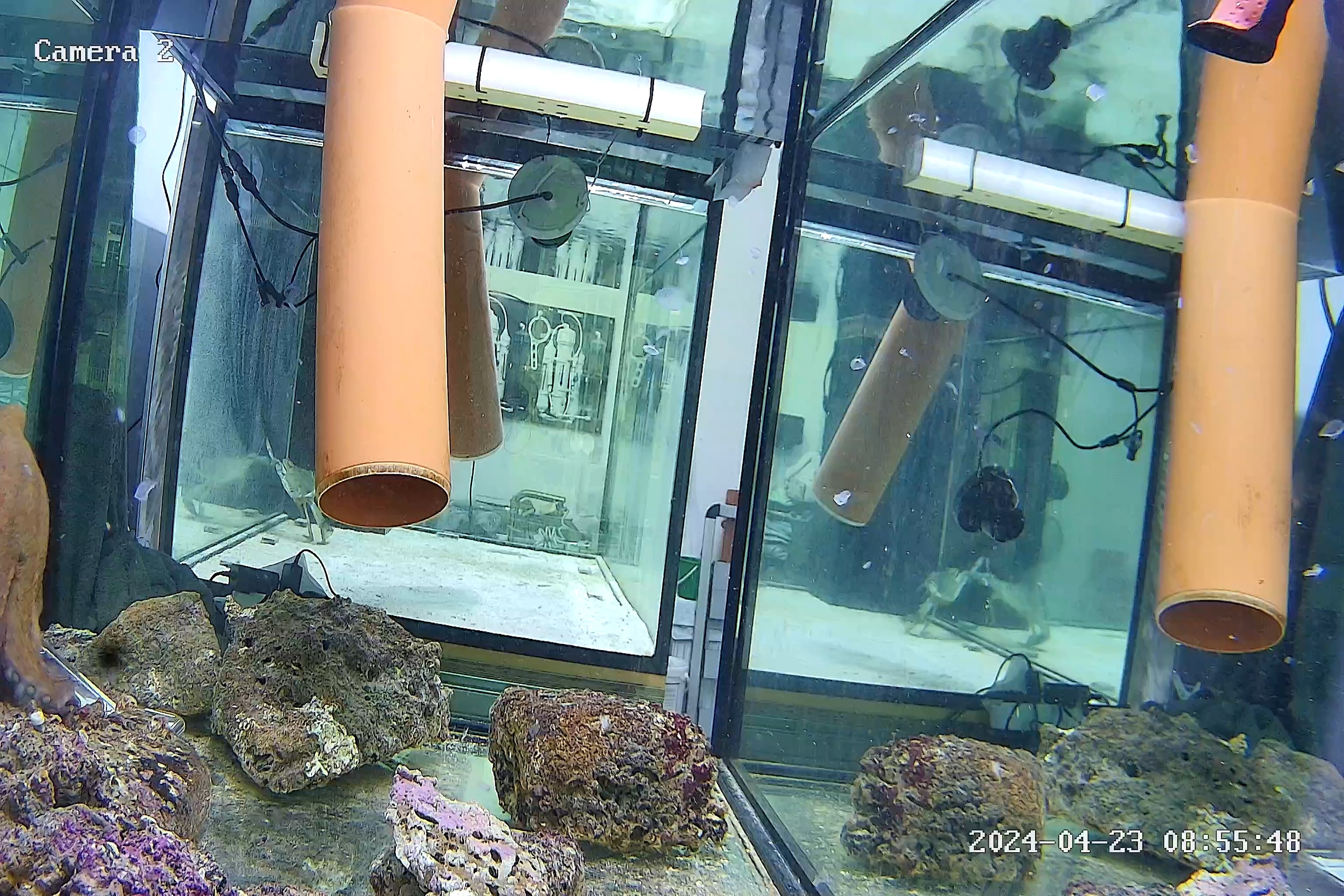 octopus Object Detection Dataset and Pre-Trained Model by mm