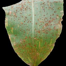 Corn Leaf Disease Detection Object Detection Dataset by Detection of ...