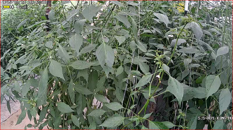 Plant Disease Detection Object Detection Dataset And Pre Trained Model