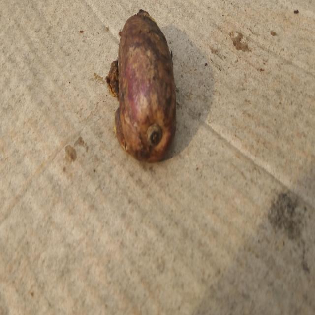 rotten Object Detection Dataset by kitiki