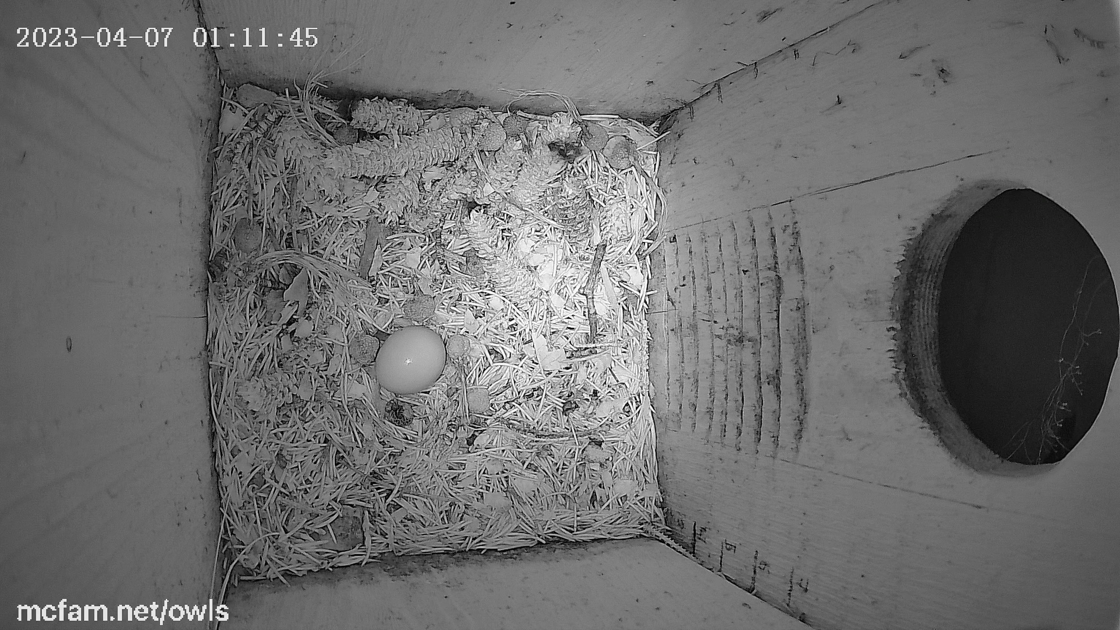 owl idenficiation Object Detection Dataset and Pre-Trained Model by owls