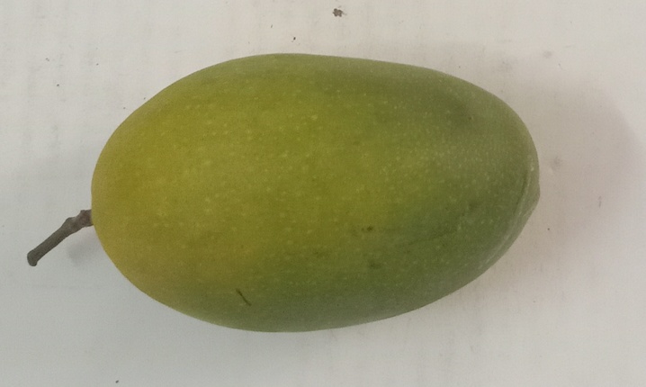 Mango Quality Object Detection Dataset and Pre-Trained Model by Learning1