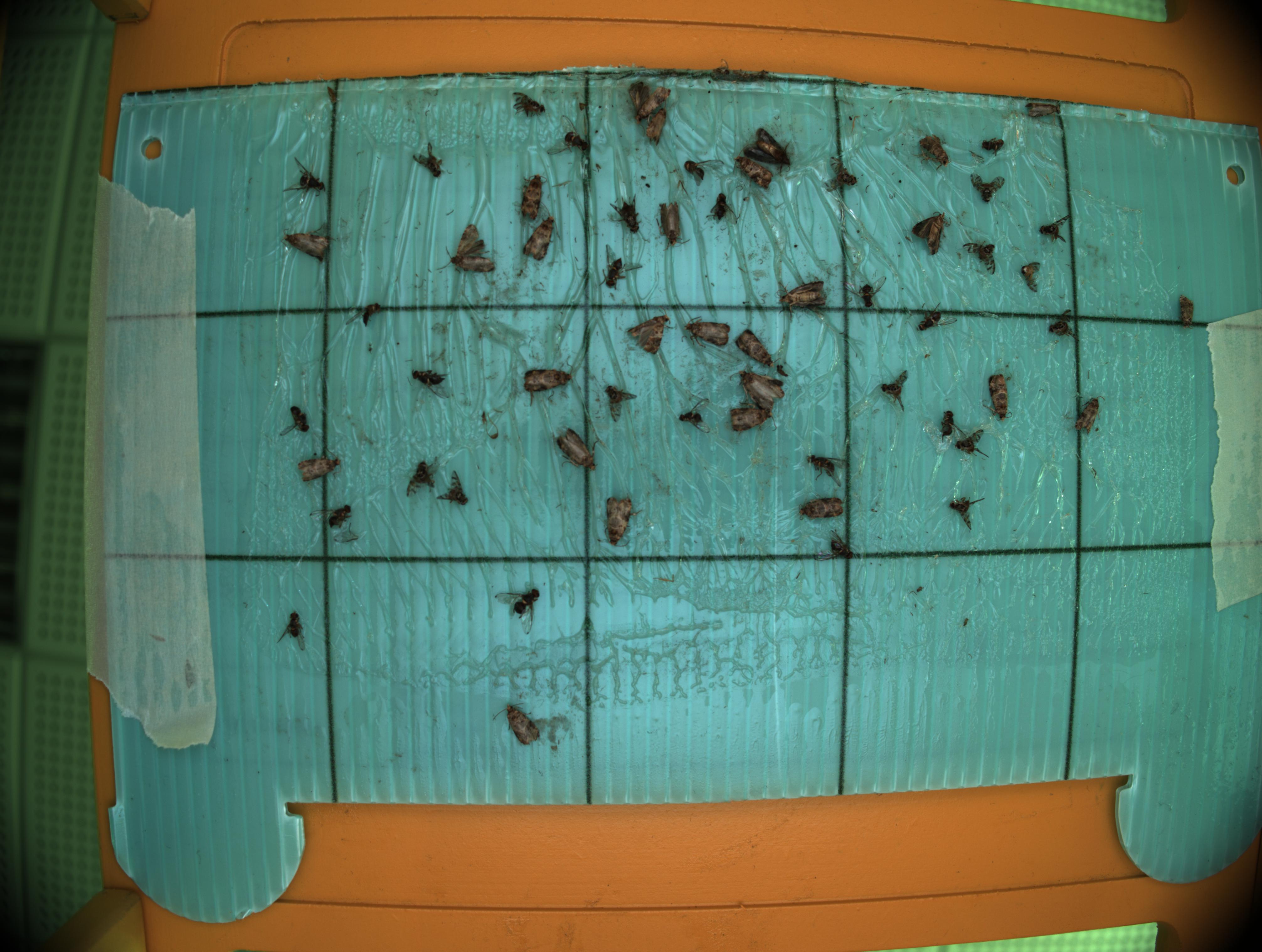 SpyFly Dataset - Roboflow Universe