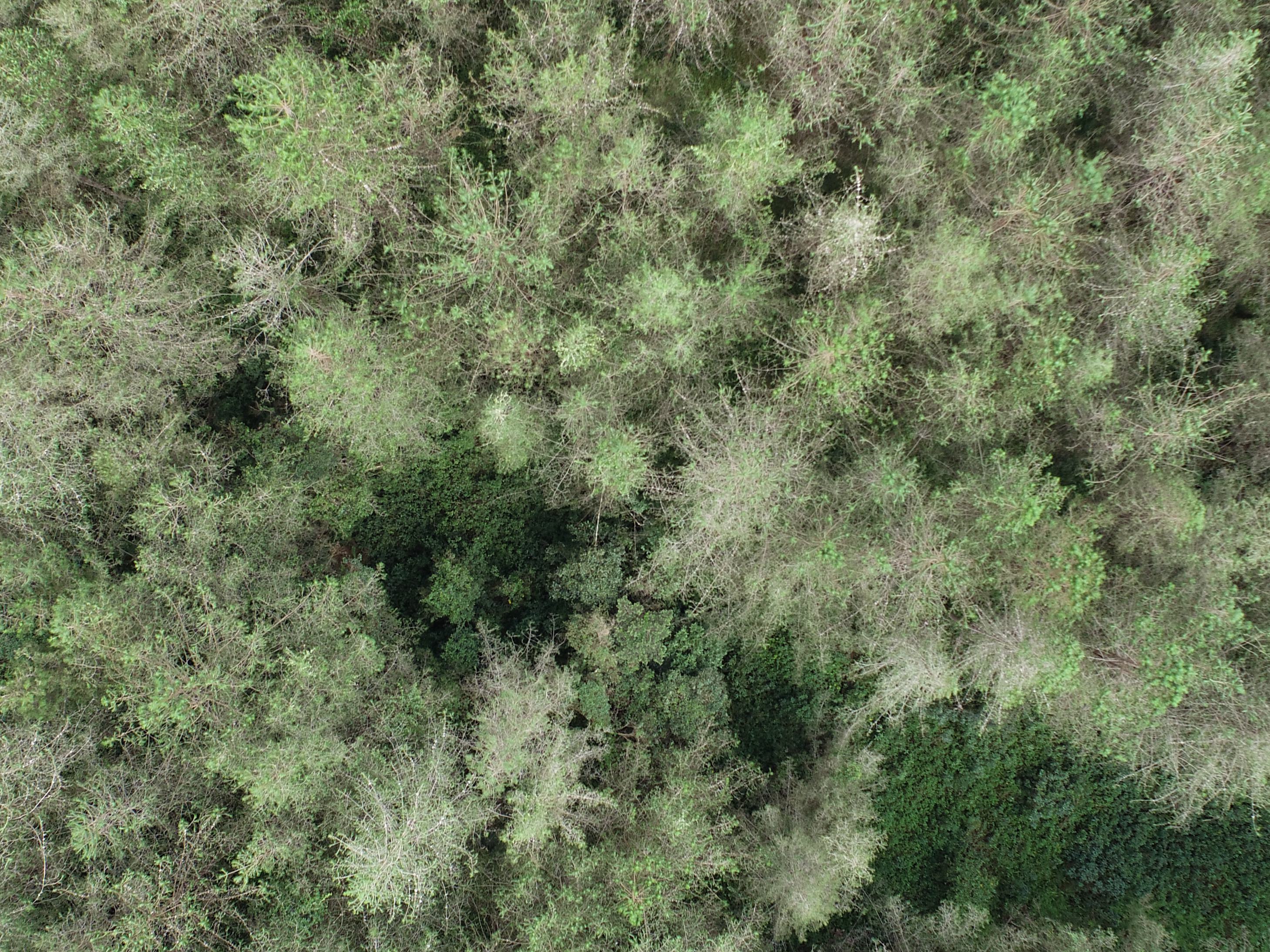 pinus spp silvotecnia Object Detection Dataset by David Serna Gutirrez