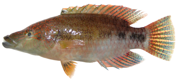 QUT Fish Dataset Classification Model by thesis