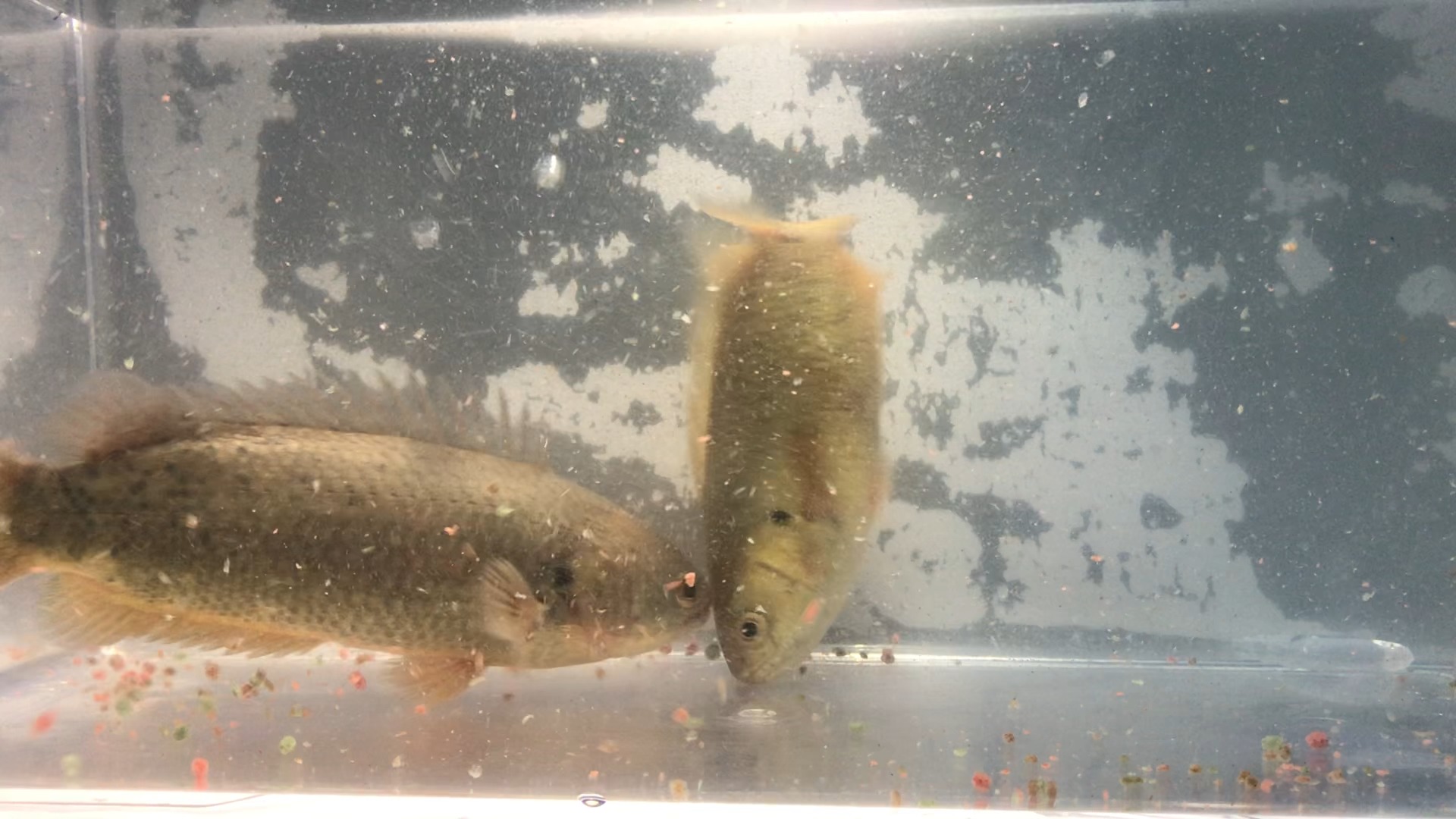 Tinyfish Roboflow Universe