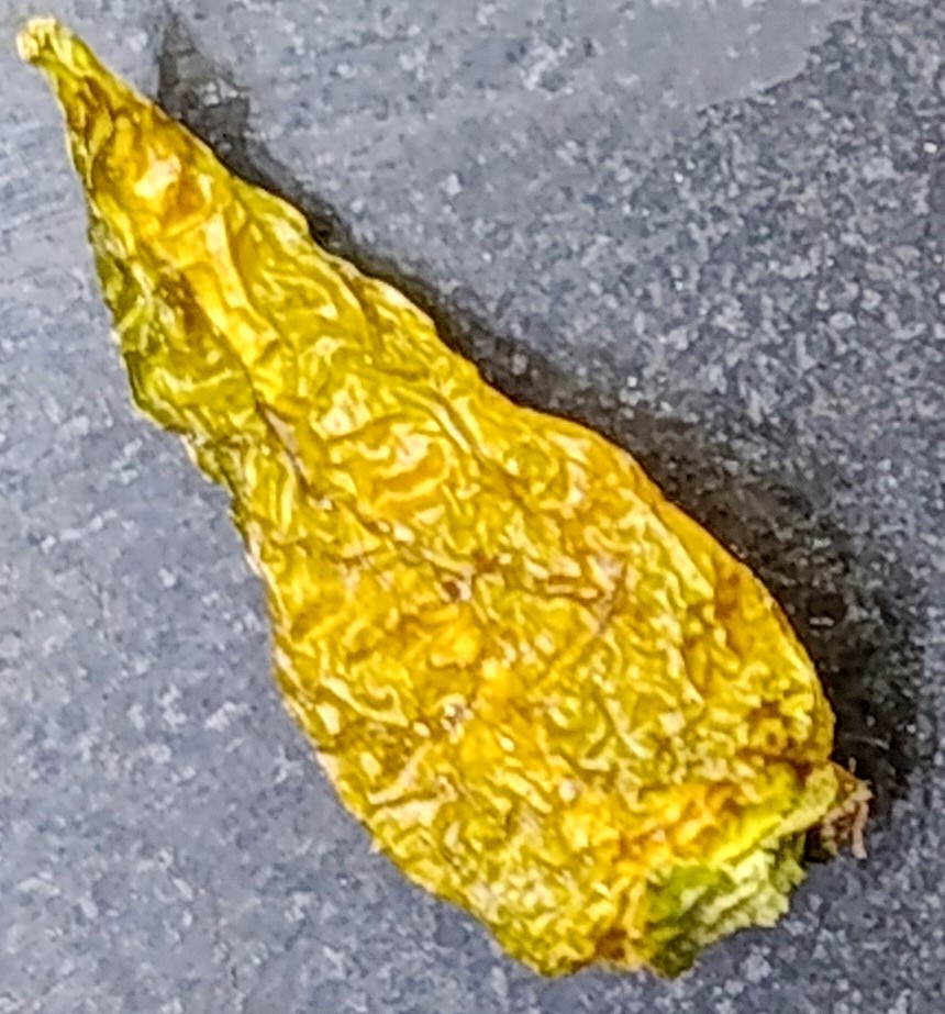 Health Classification 2 Classification Dataset by University