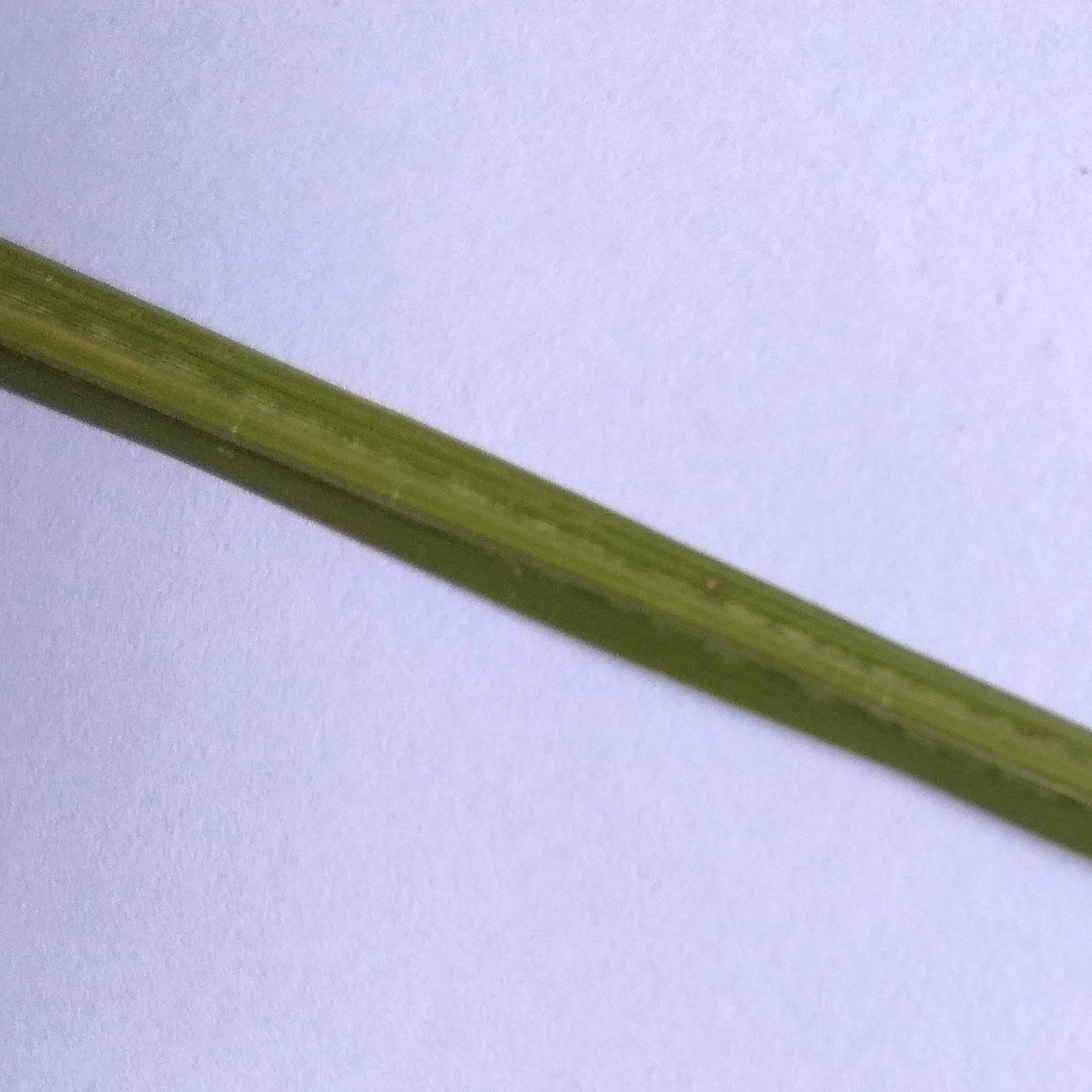 Rice Crops Classification Dataset and Pre-Trained Model by Bully