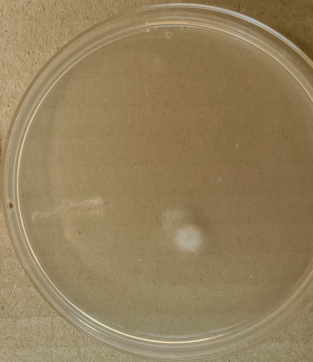 New Bacteria Object Detection Dataset by Grapes