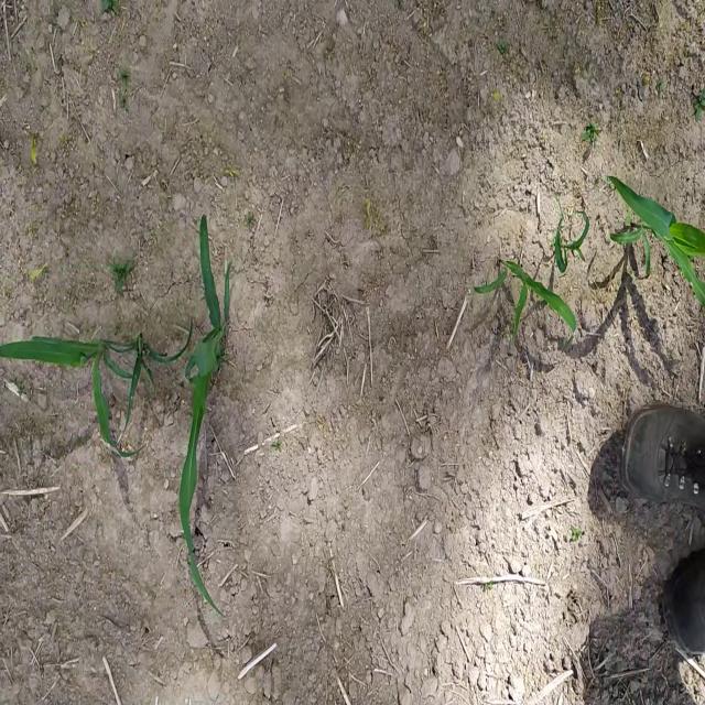 Corn Weed Detection Object Detection Dataset And Pre Trained Model By Ast426lab7cornweeddetection